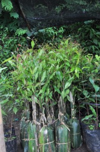 Peluang Usaha Pembibitan Cengkeh, Prospek Cerah Permintaan Tinggi